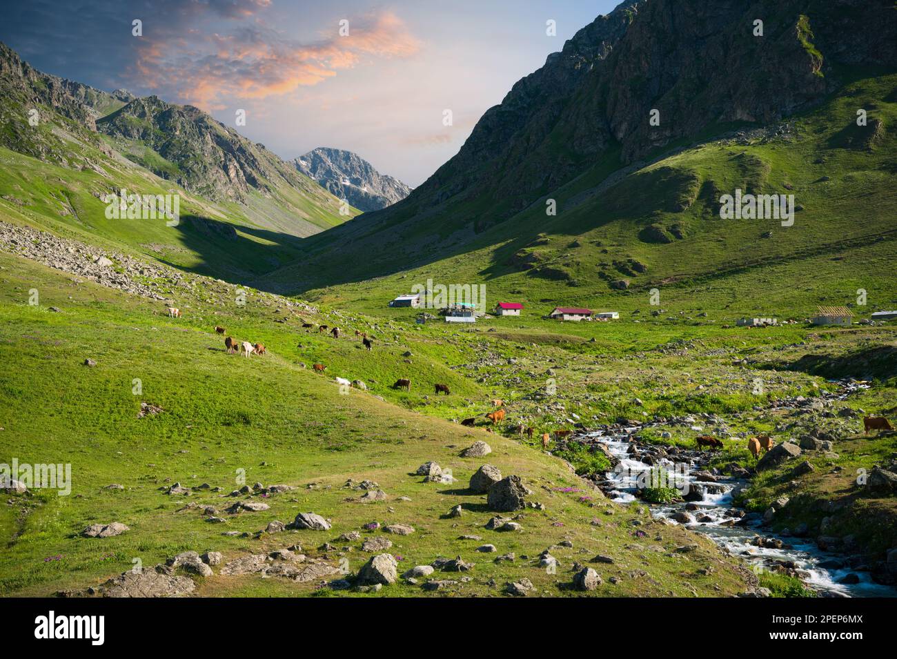 Highland cows with a Kackar mountains in the background. Rize highlands ...