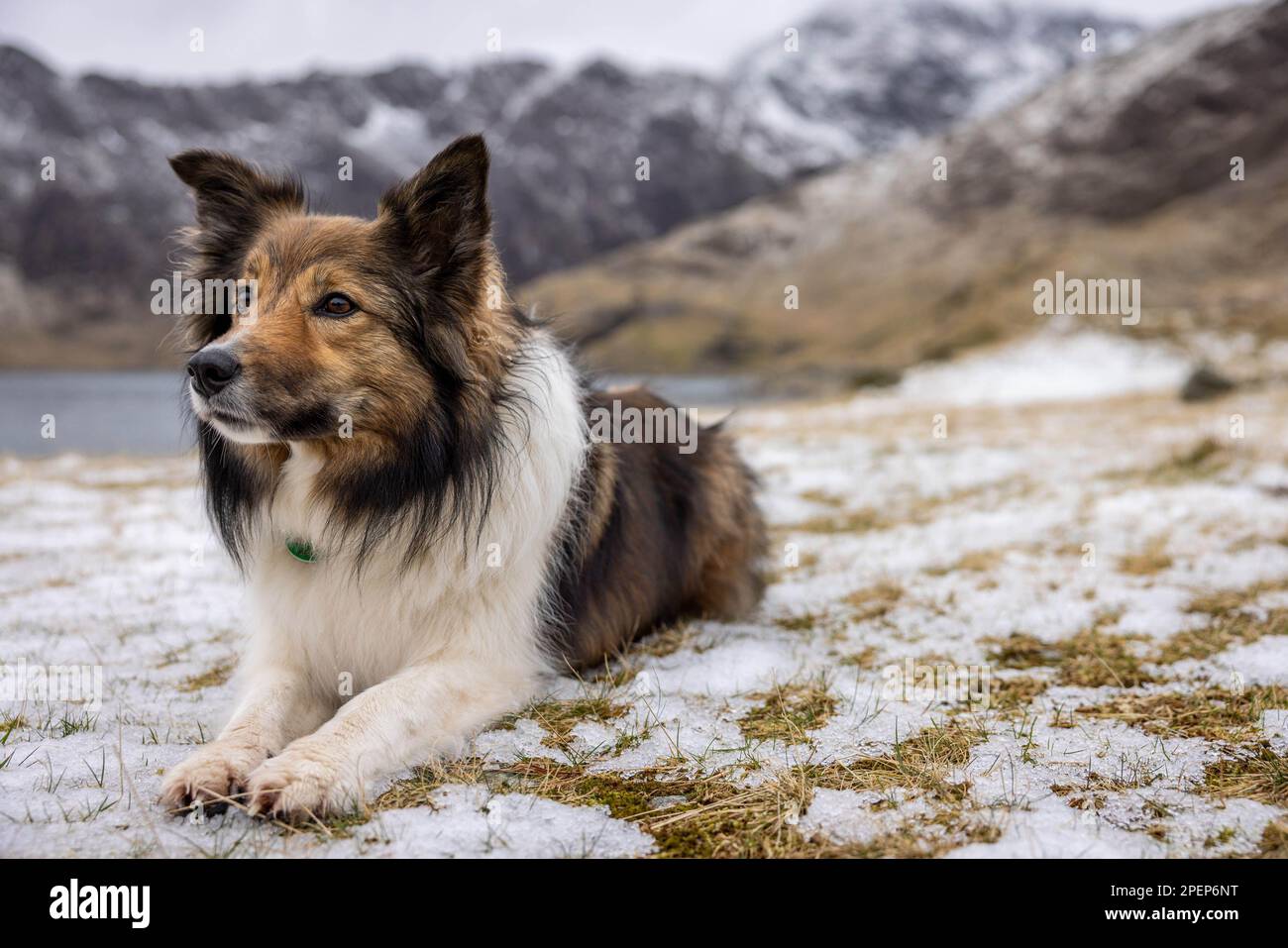 EDITORIAL USE ONLY Search and rescue dog, Teg on Mount Snowdon in Wales ...