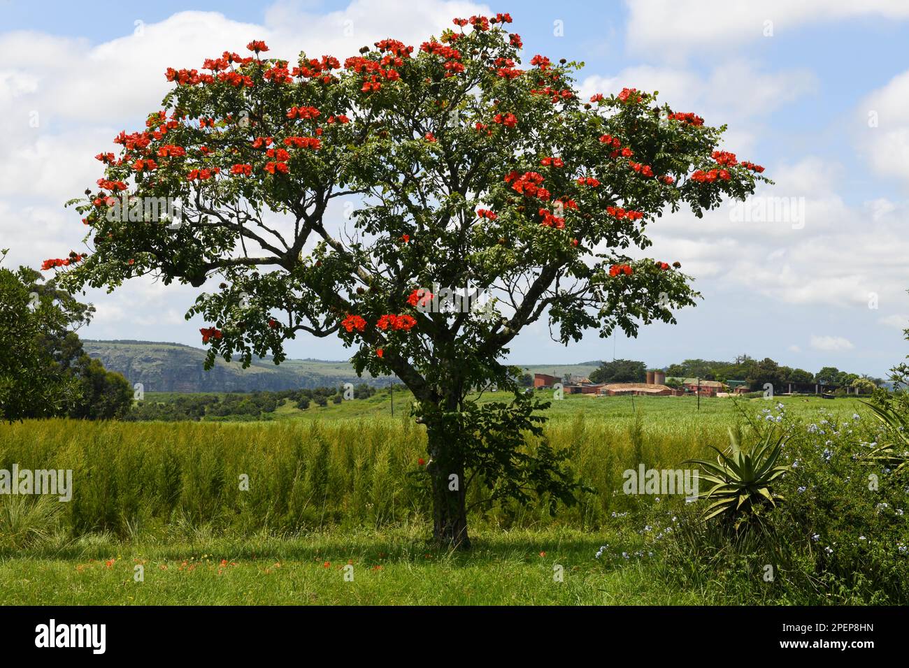 View at a agricultural field on Oribi gorge near Port Shepstone in ...