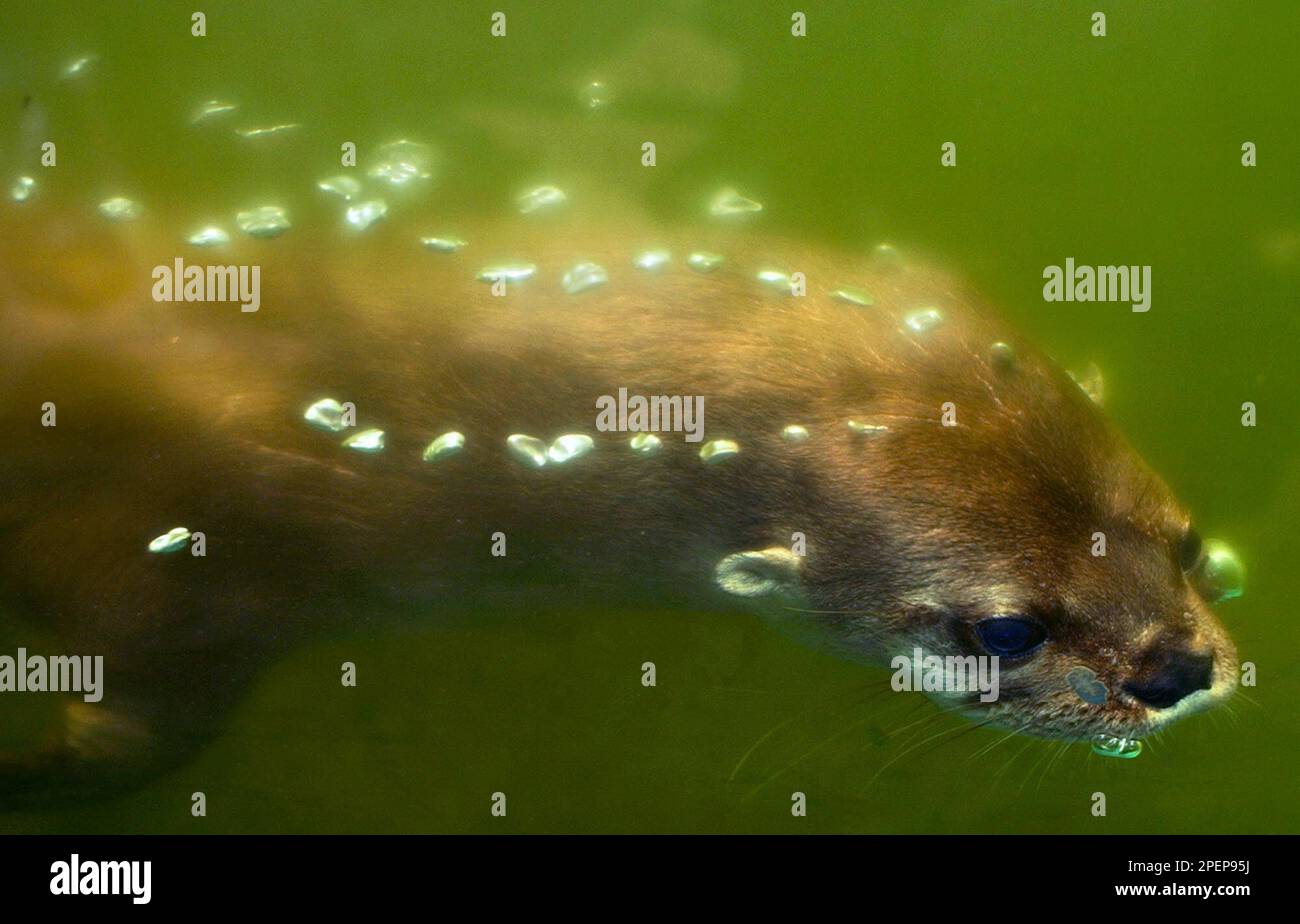 "Lili", a five-year old otter swims at the Managua zoo in Nicaragua ...