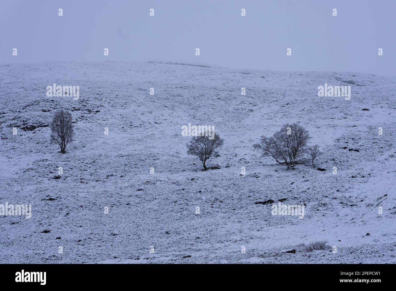 Fresh snow covering trees during winter in the highlands of Scotland ...