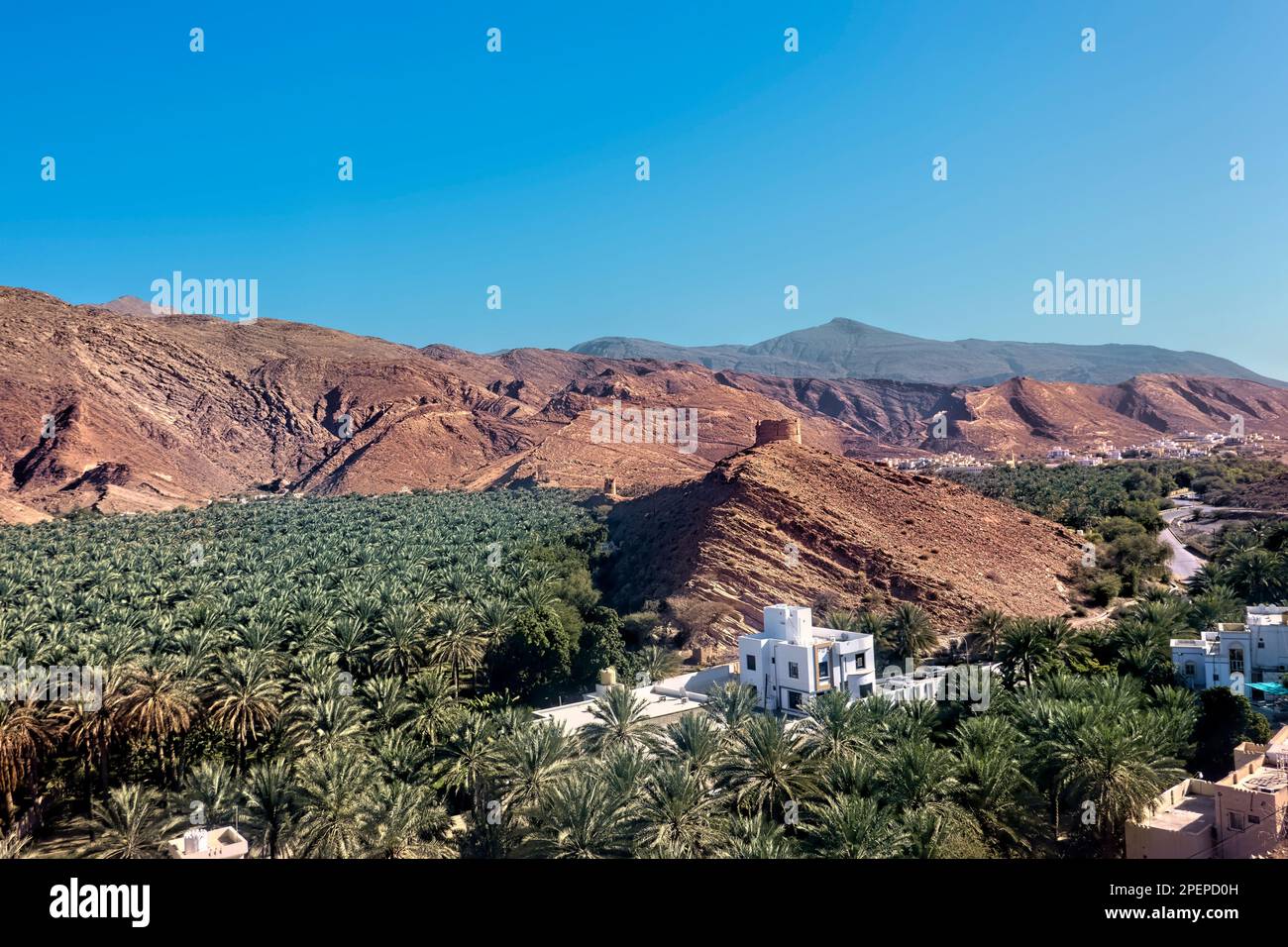 An oasis of date palms, Birkat al Mouz, Oman Stock Photo - Alamy