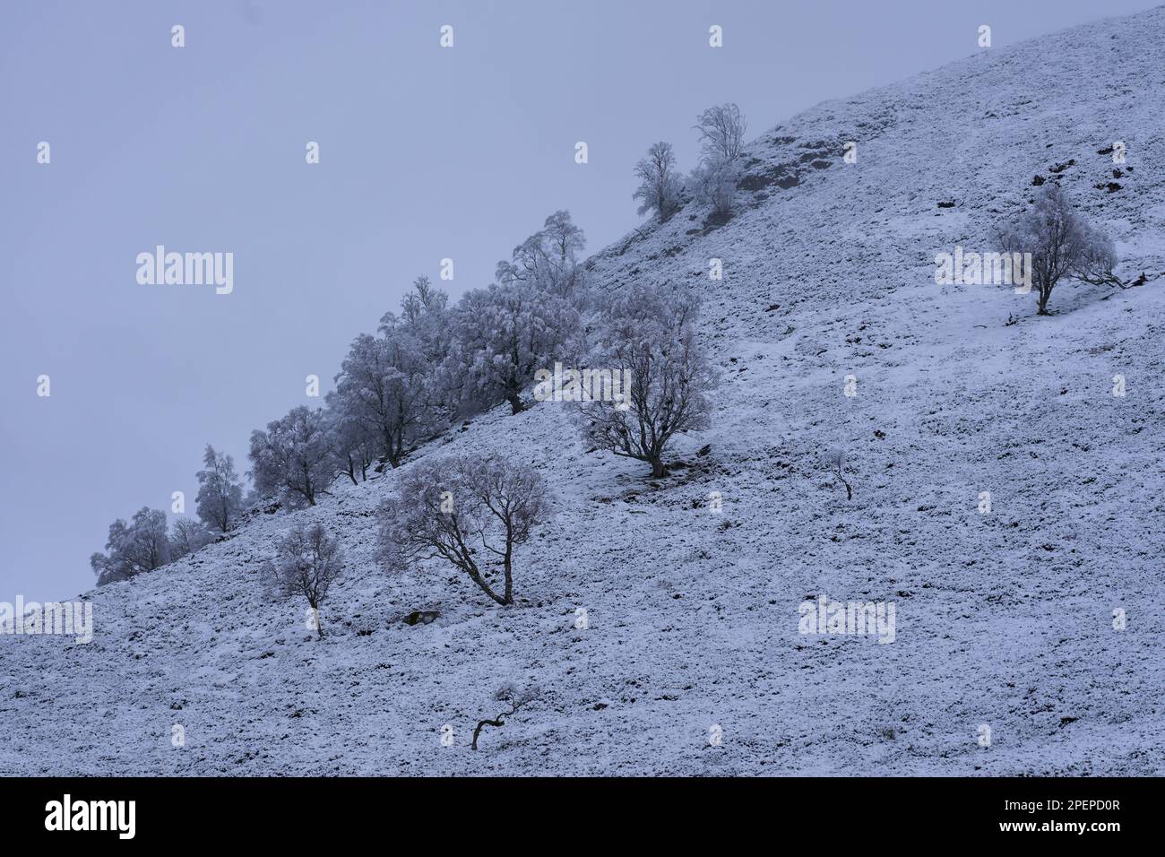 Fresh snow covering trees hi-res stock photography and images - Alamy