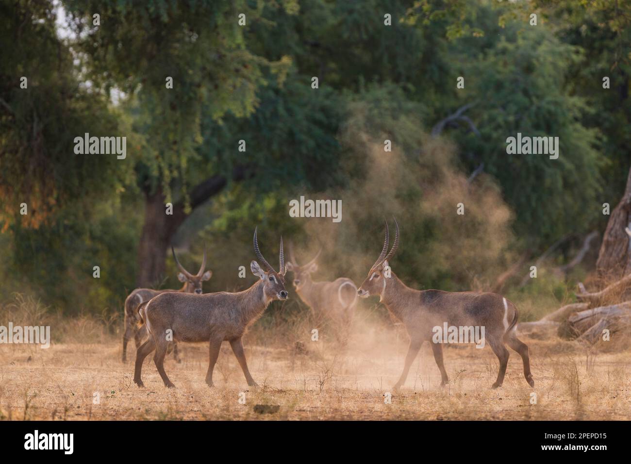 Waterbuck bulls, Kobus ellipsiprymnus, fight for territory in Zimbabwe ...