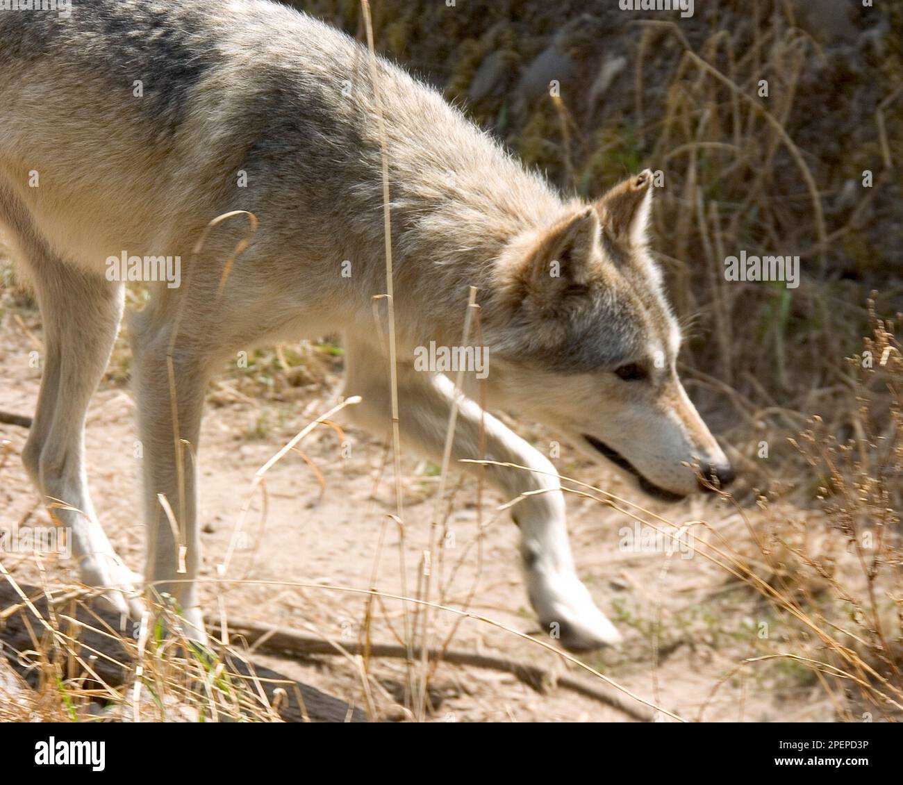 An endangered grey wolf is seen at the Oregon Zoo in Portland, Ore ...