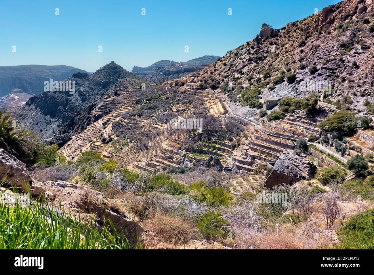Terraced agricultural fields, Al Ain, Jebel Akhdar, Oman Stock Photo ...