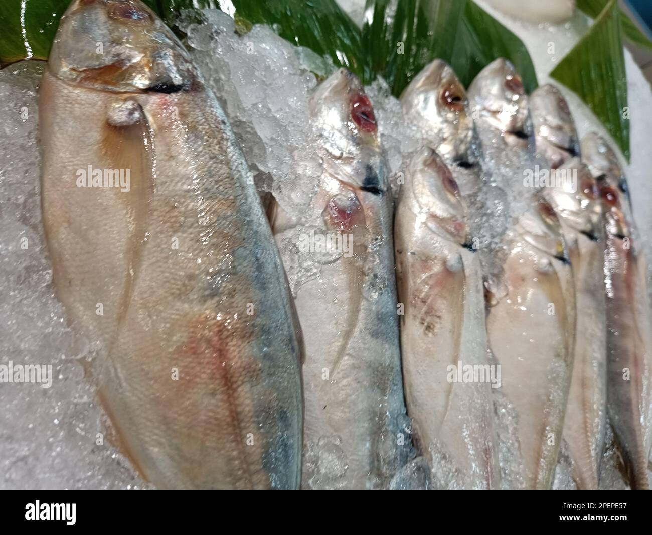 fresh fish on ice, sold in supermarkets Stock Photo - Alamy