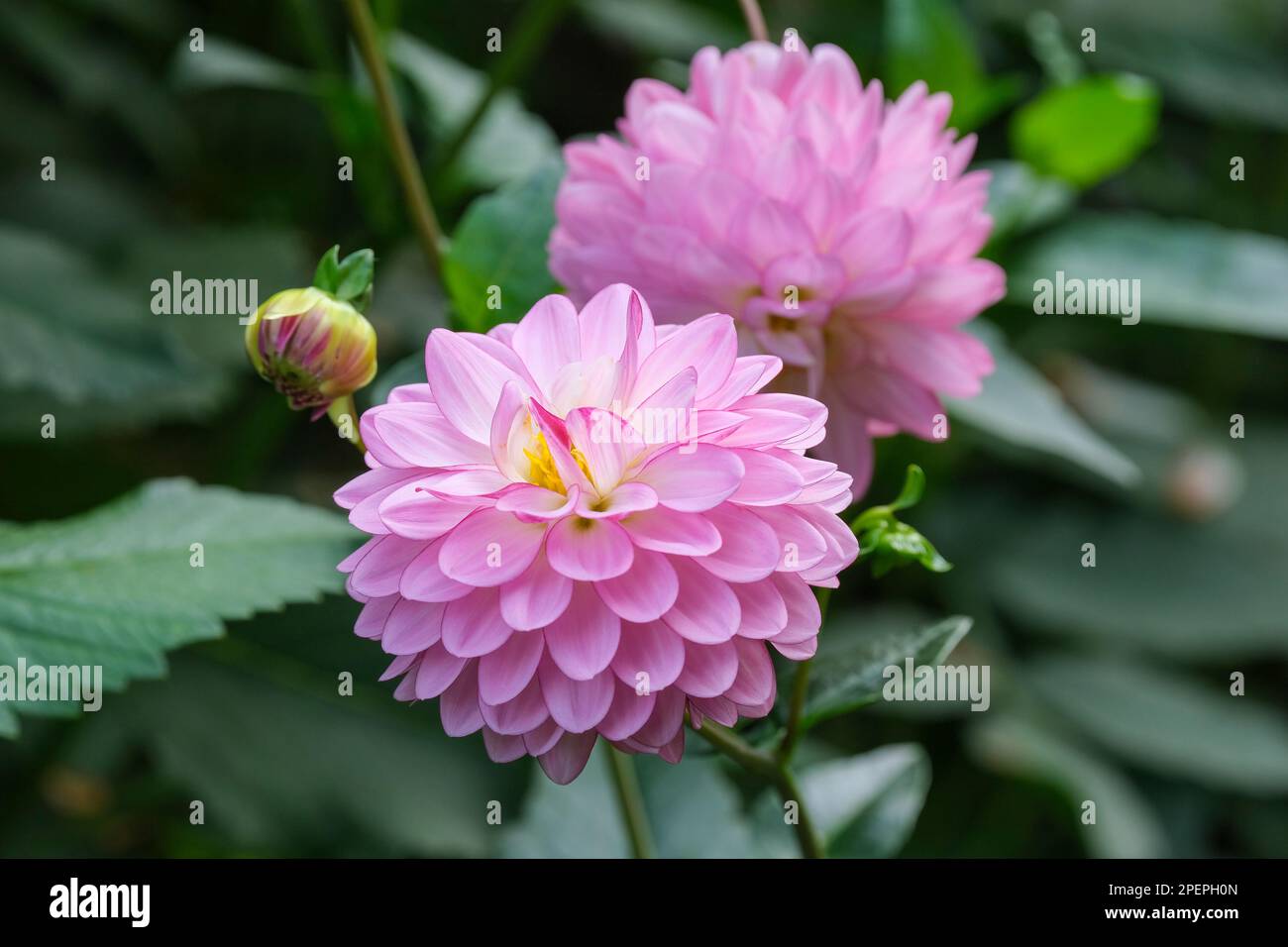 Dahlia Arbatax, decorative, two-tone perennial flowers, white petals ...