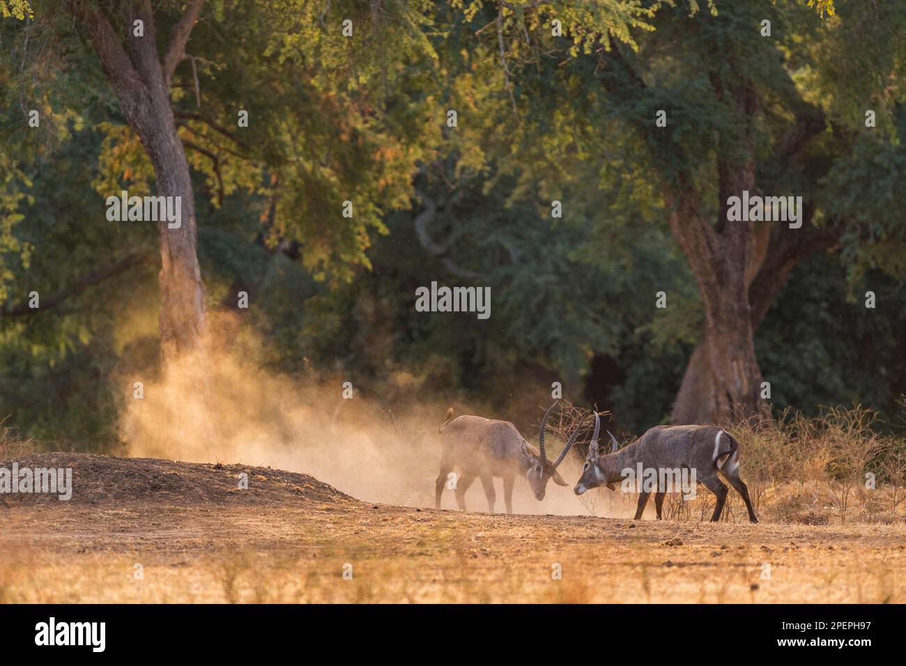 Waterbuck bulls, Kobus ellipsiprymnus, fight for territory in Zimbabwe ...