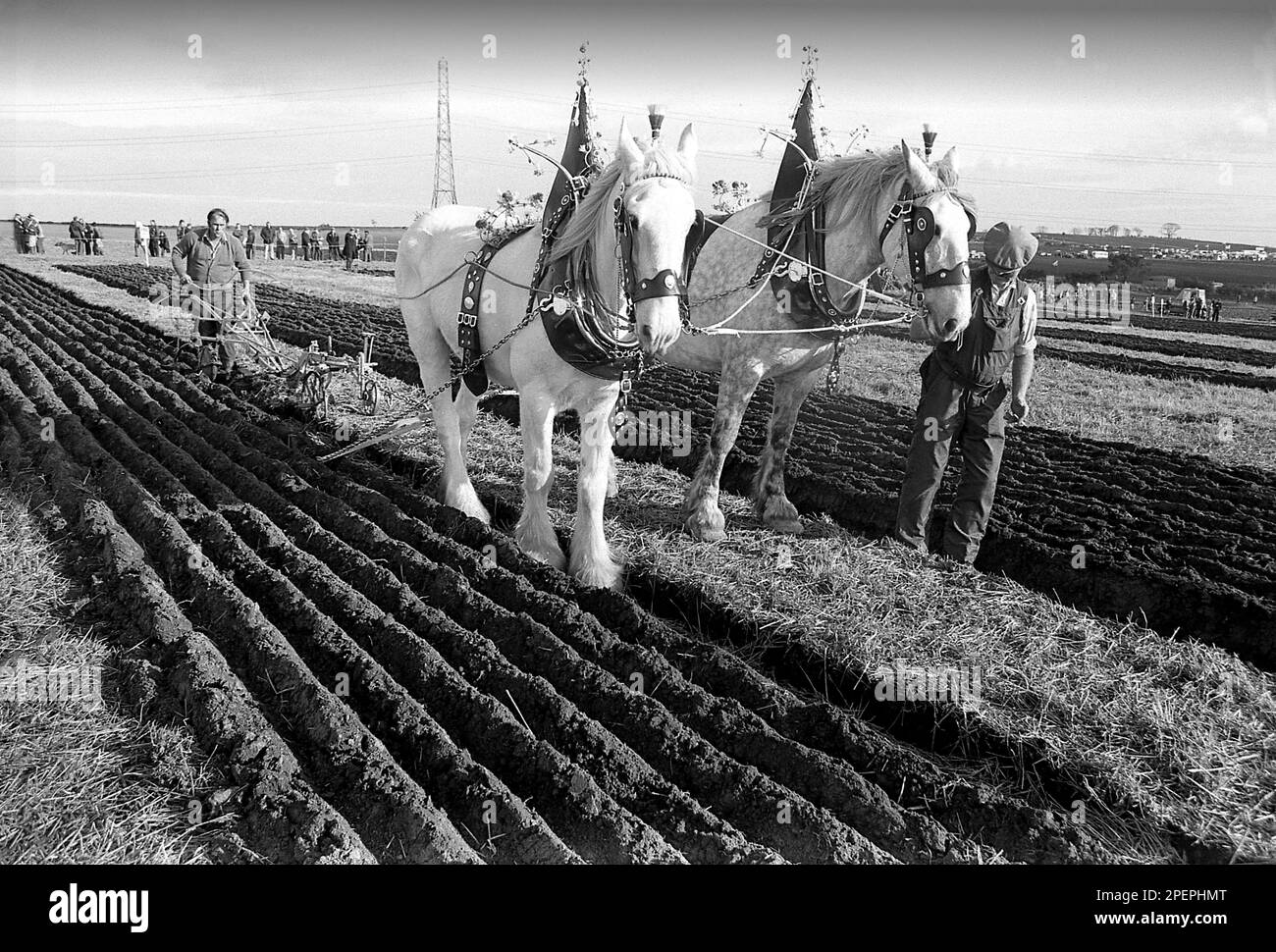 PLOUGH 160 Horse ploughing competition during the 1970s sponsered by BP ...