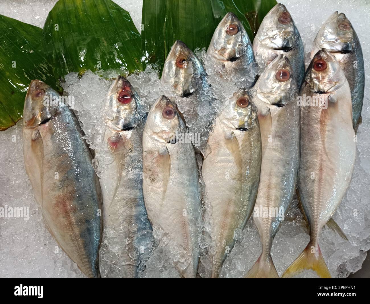 Fresh fish sold market hi-res stock photography and images - Alamy