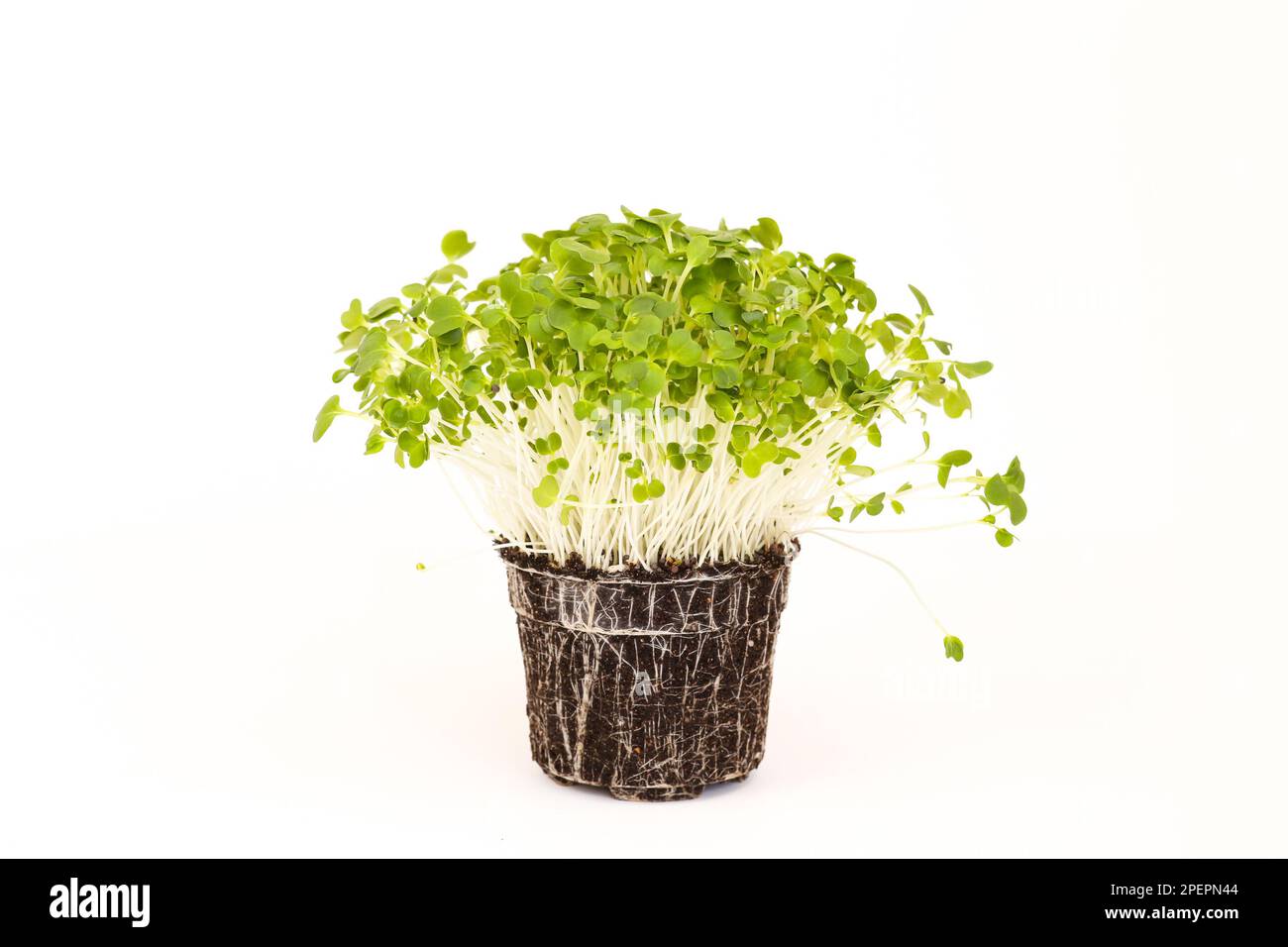 Bok choy microgreen with roots and soil. Micro greens arugula sprouts ...