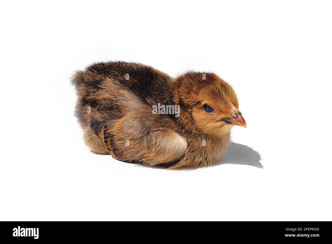 Small brown chicken lying isolated on white background Stock Photo - Alamy