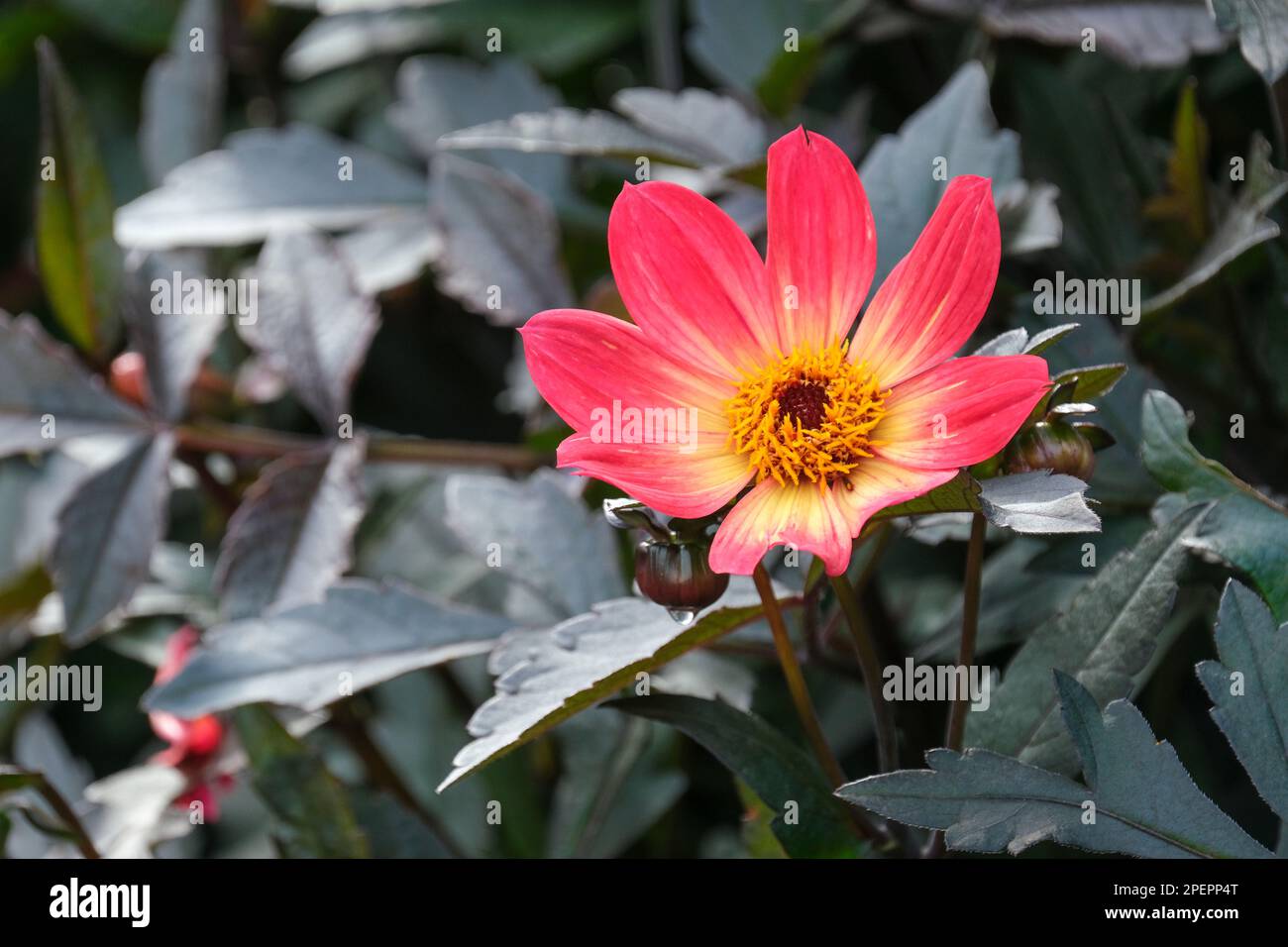 Dahlia HS Flame, dahlia Happy Single Flame, fiery red flowers yellow ...