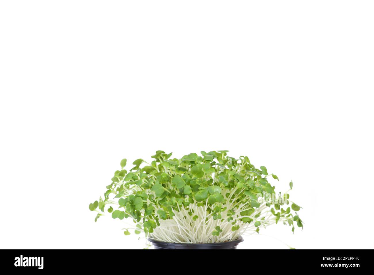 Bok choy micro greens in black pot isolated on white background with ...