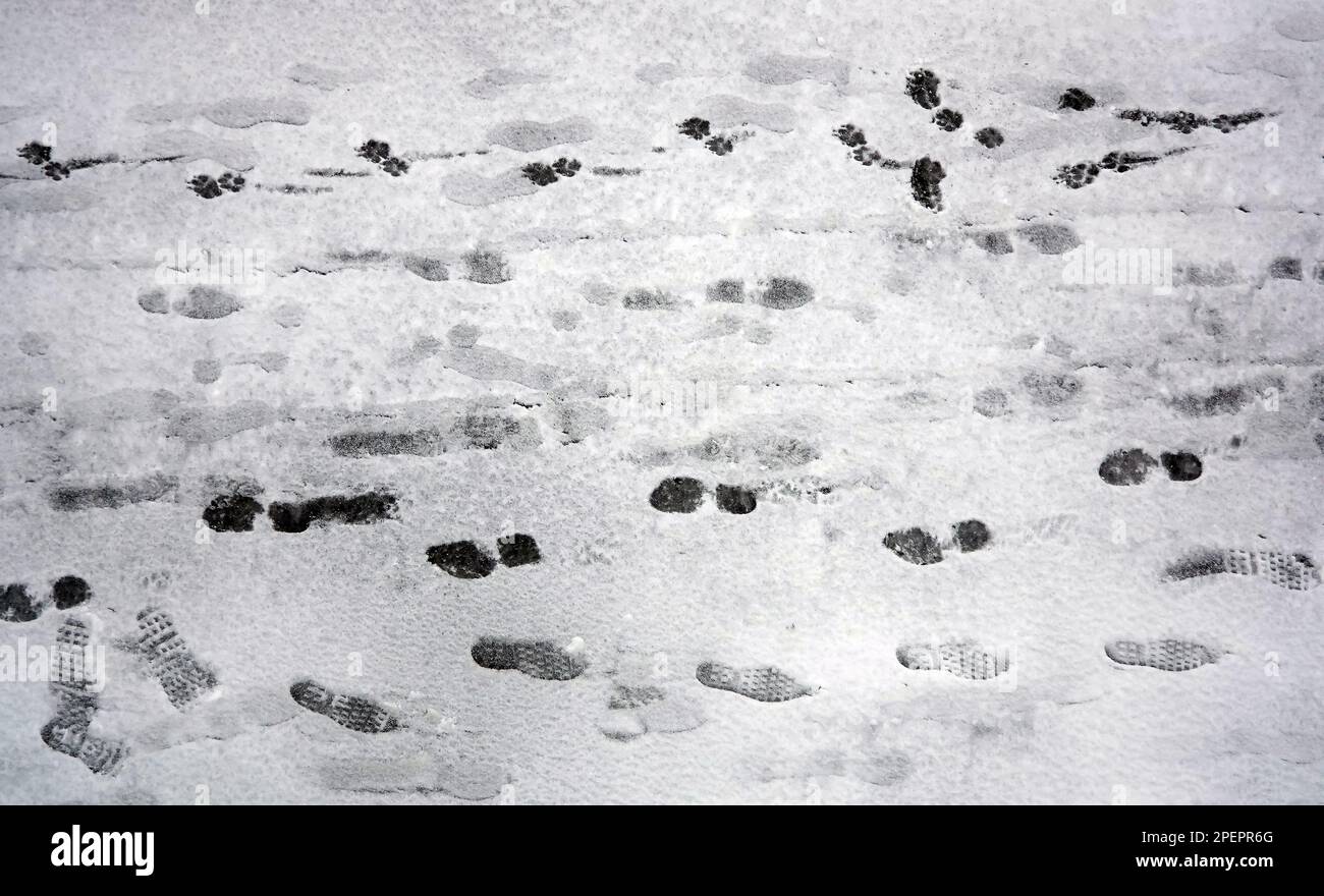 Human footprints on the pavement covered in snow Stock Photo - Alamy