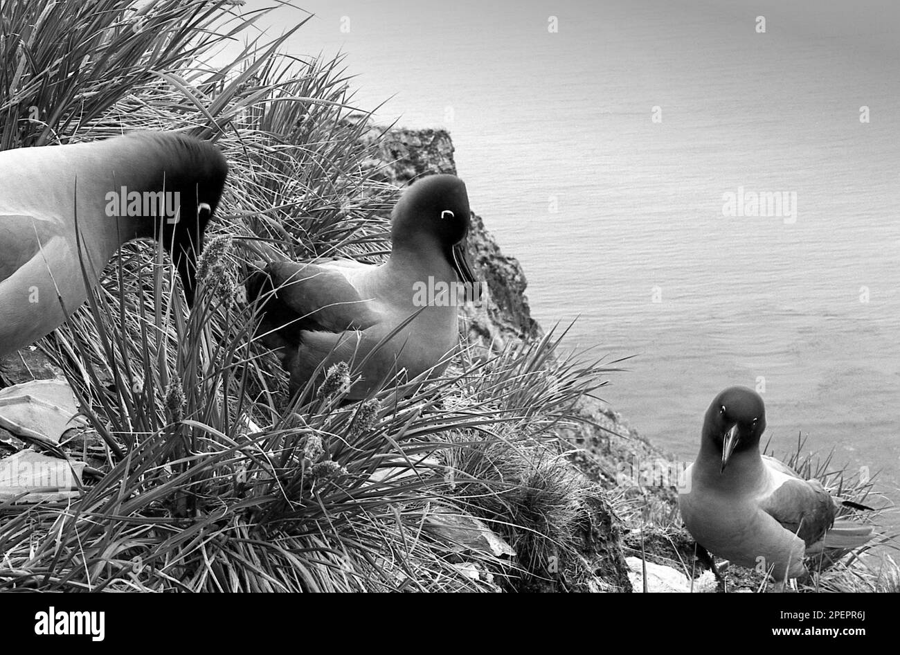 Antarctica antarctic albatross Black and White Stock Photos & Images ...