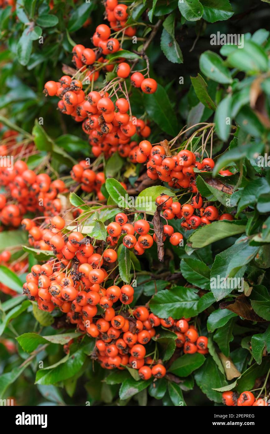 Firethorn pyracantha coccinea lalandei hi-res stock photography and ...