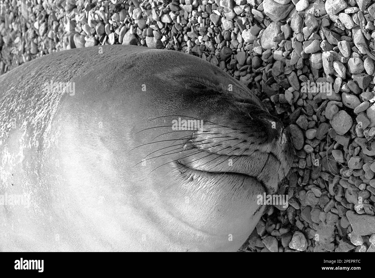 SOUTH GEORGIA Close up of a South Atlantic seal basking in the sunshine ...