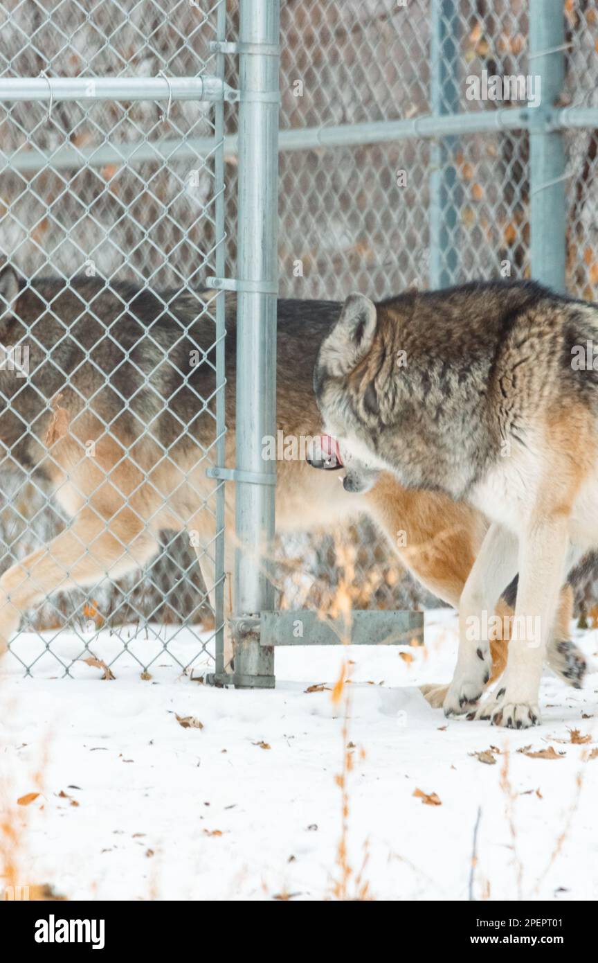 Two adult gray and black wolves in a confined area interacting and ...
