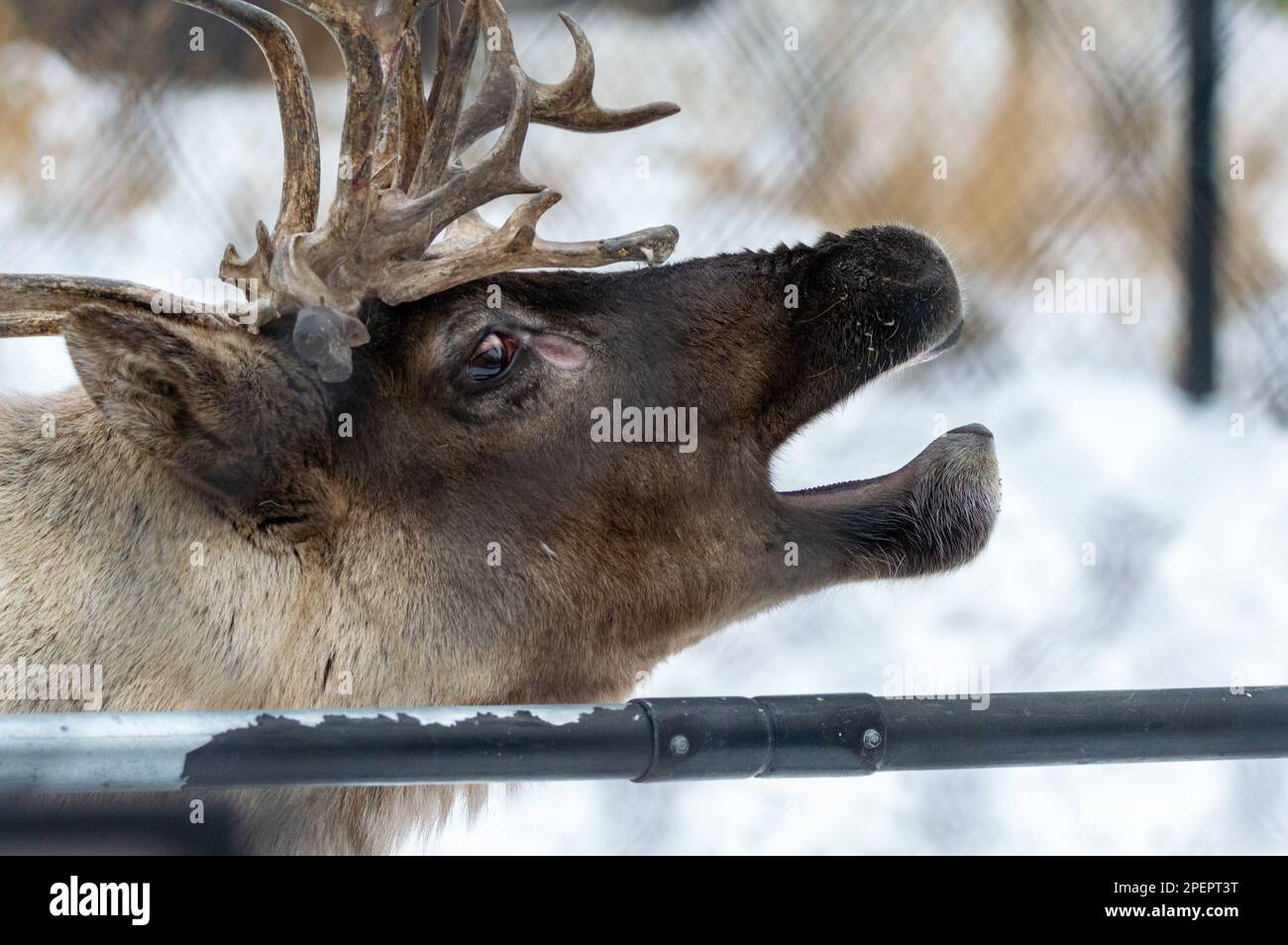 A male antelope looking outward Stock Photo - Alamy