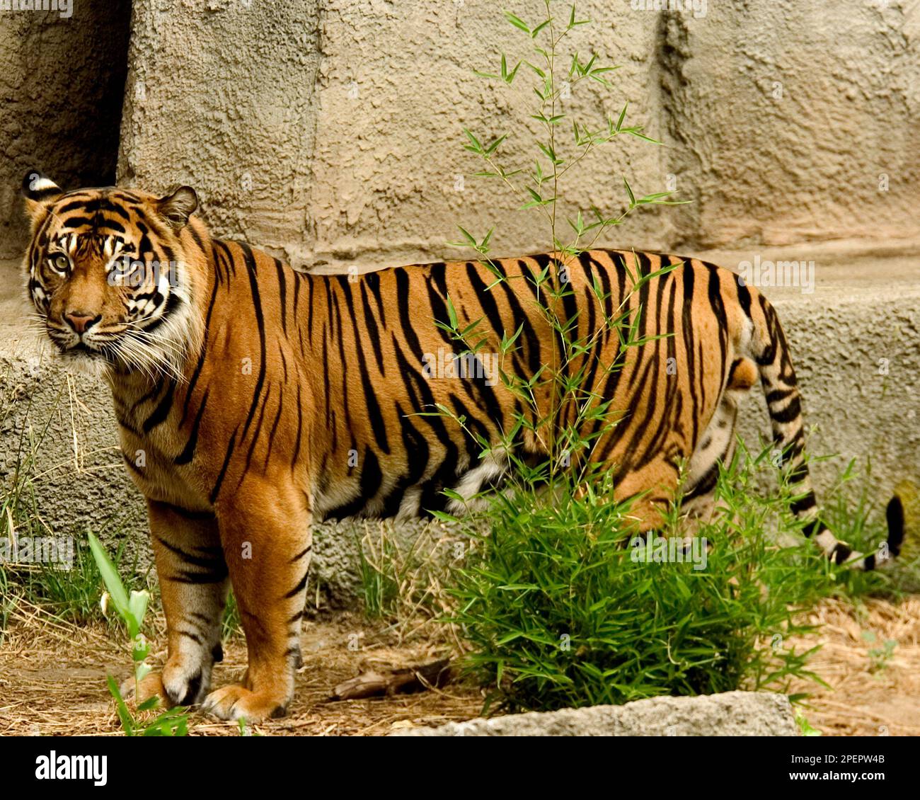 A Sumatran Tiger is seen in the exhibit at the Woodland Park Zoo in ...
