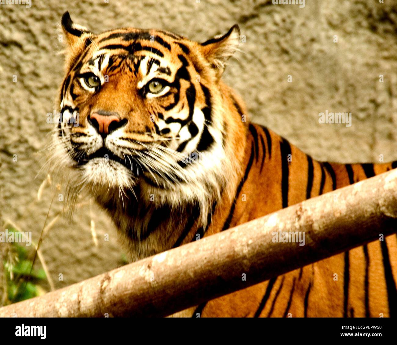 A Sumatran Tiger is seen in the exhibit at the Woodland Park Zoo in ...