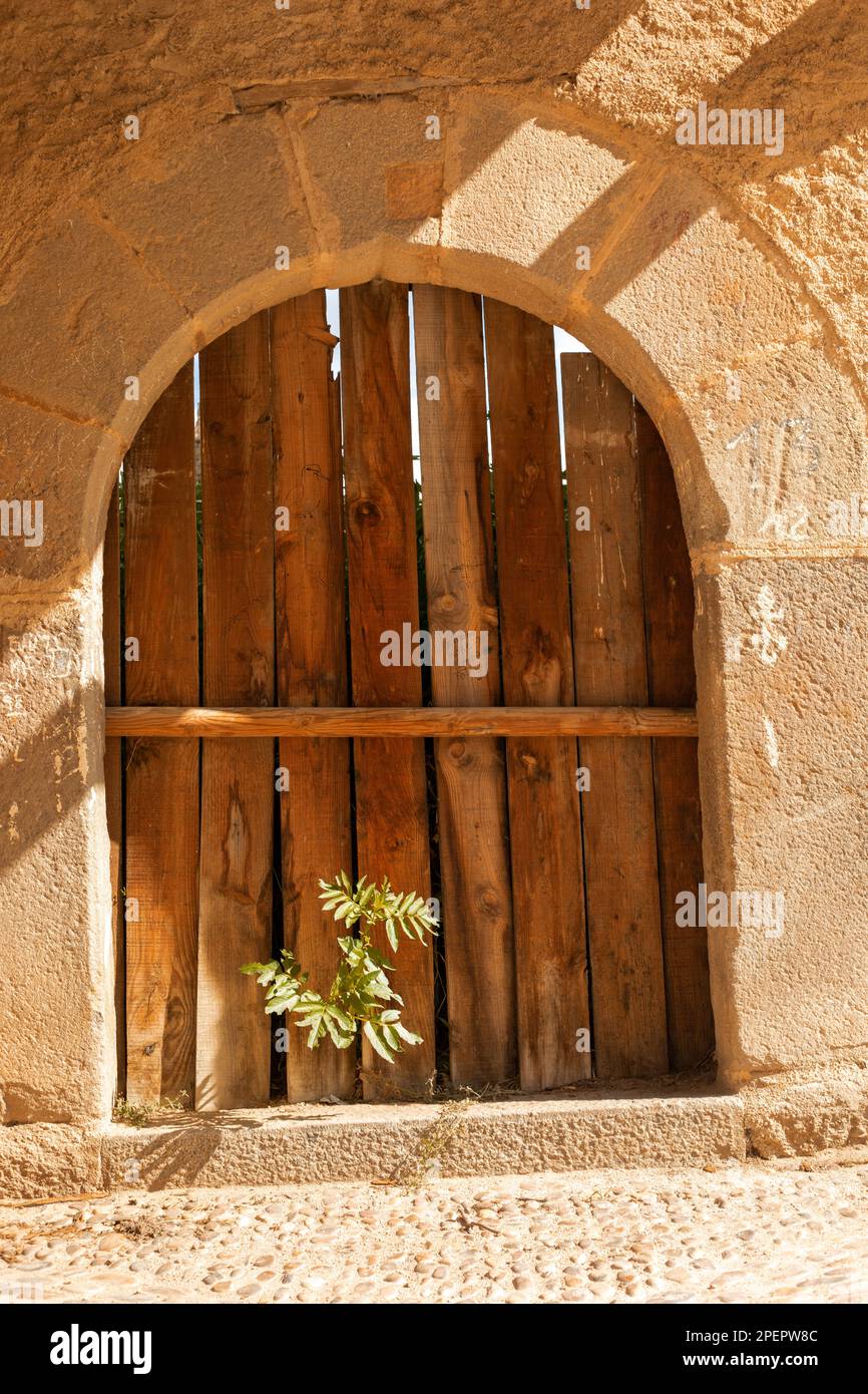 Rustic and antique wooden arched door. Has a small bush at the entrance ...