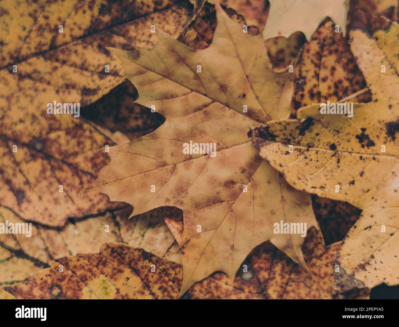 Leafs surface texture hi-res stock photography and images - Alamy