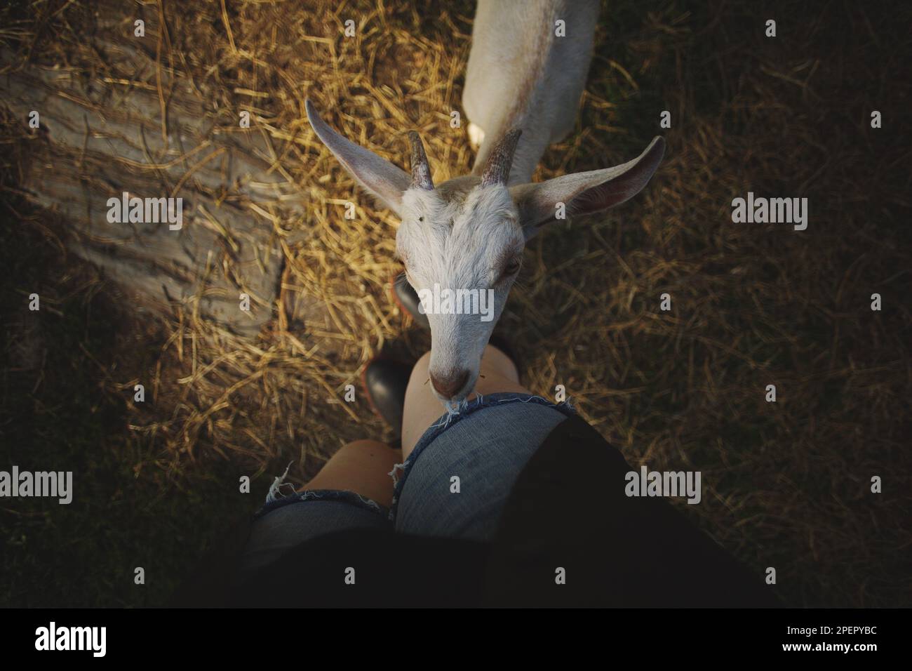 Goat legs hi-res stock photography and images - Alamy