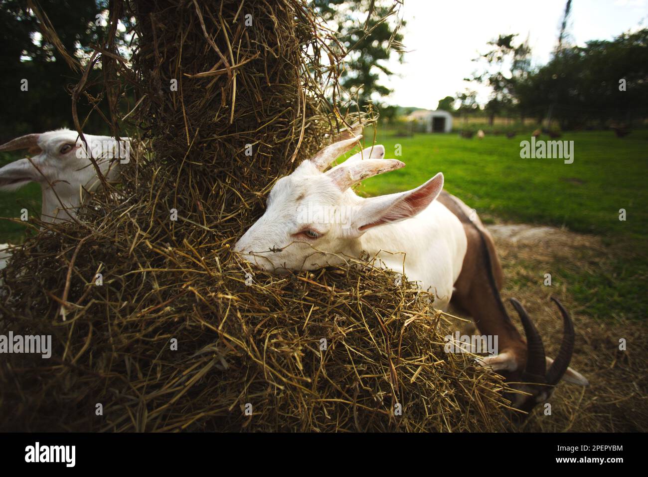 Nibbling straw hi-res stock photography and images - Alamy