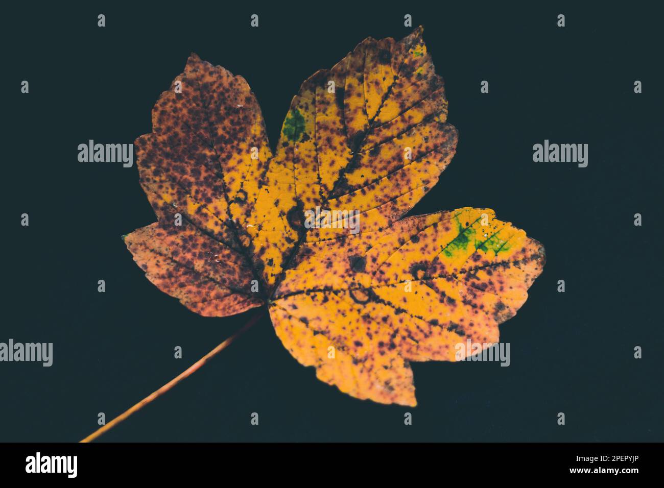 decaying maple leaf on the black background Stock Photo - Alamy