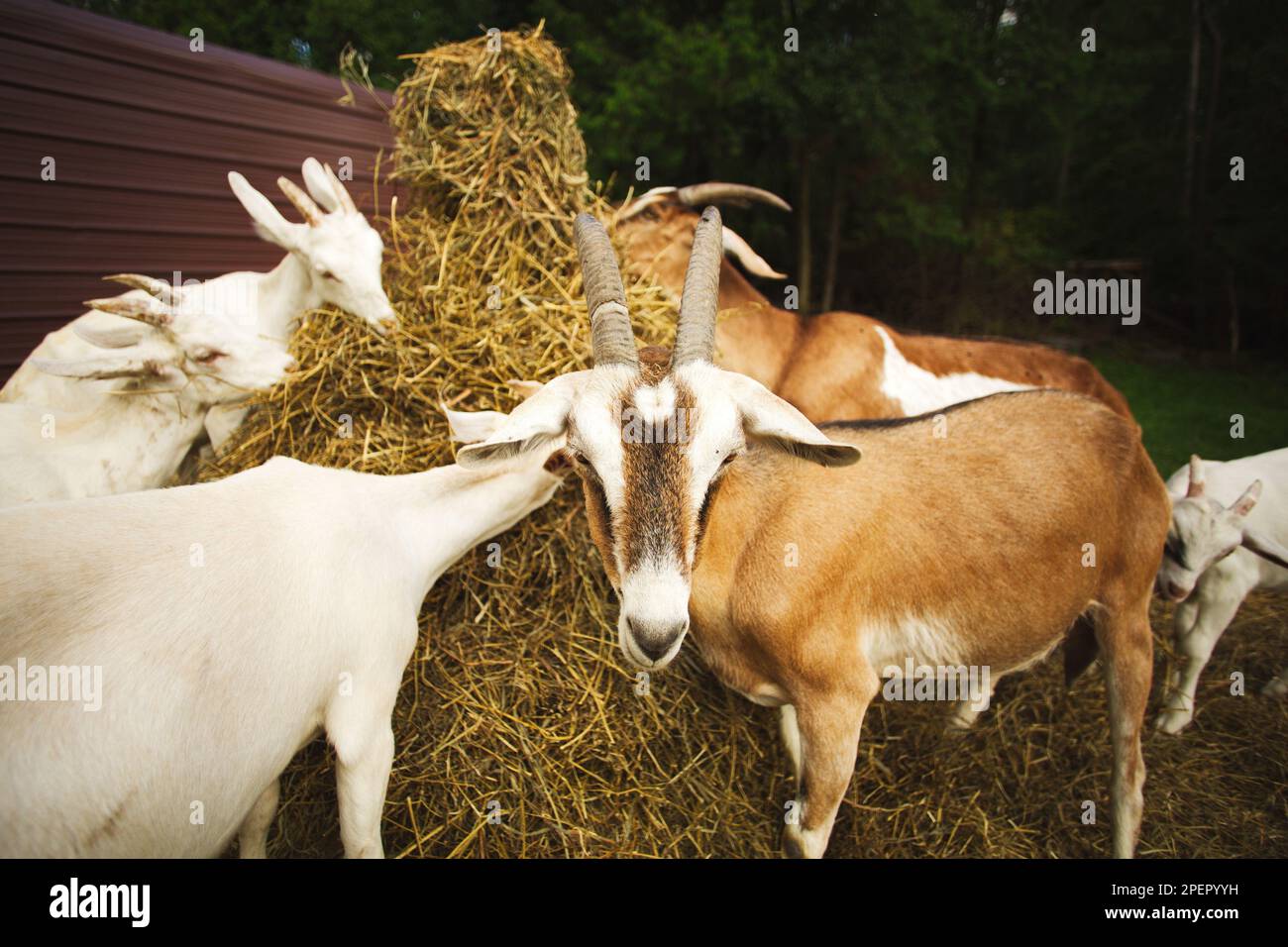 A group of goats standing in a field in front of a large round bale of ...