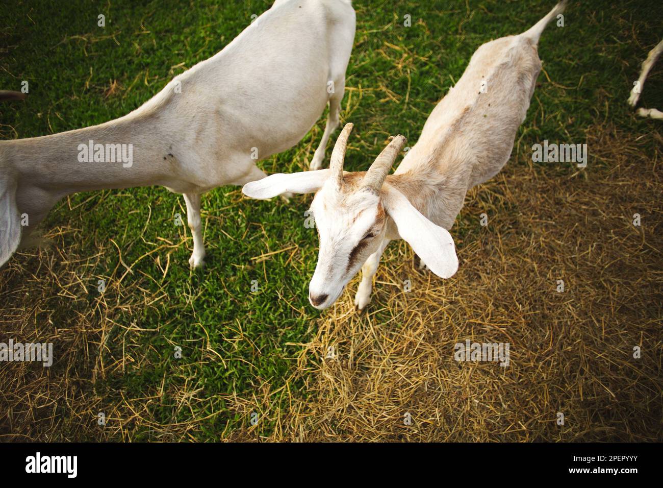 Two white goats standing side-by-side in a lush green field Stock Photo ...