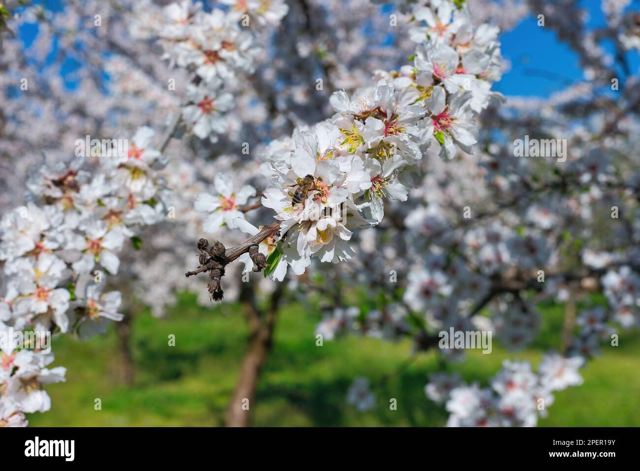 Garden of blooming almond tree in spring Stock Photo - Alamy