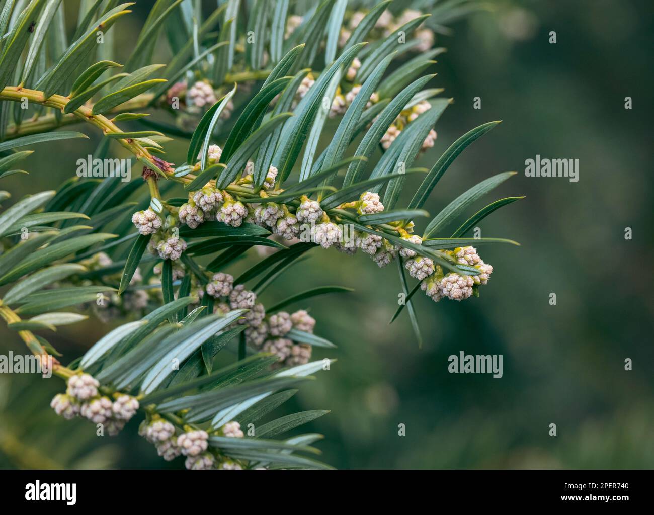 Torreya hi-res stock photography and images - Alamy