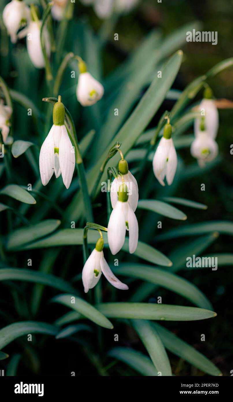 A cluster of snowdrop flowers with white petals surrounded by lush ...