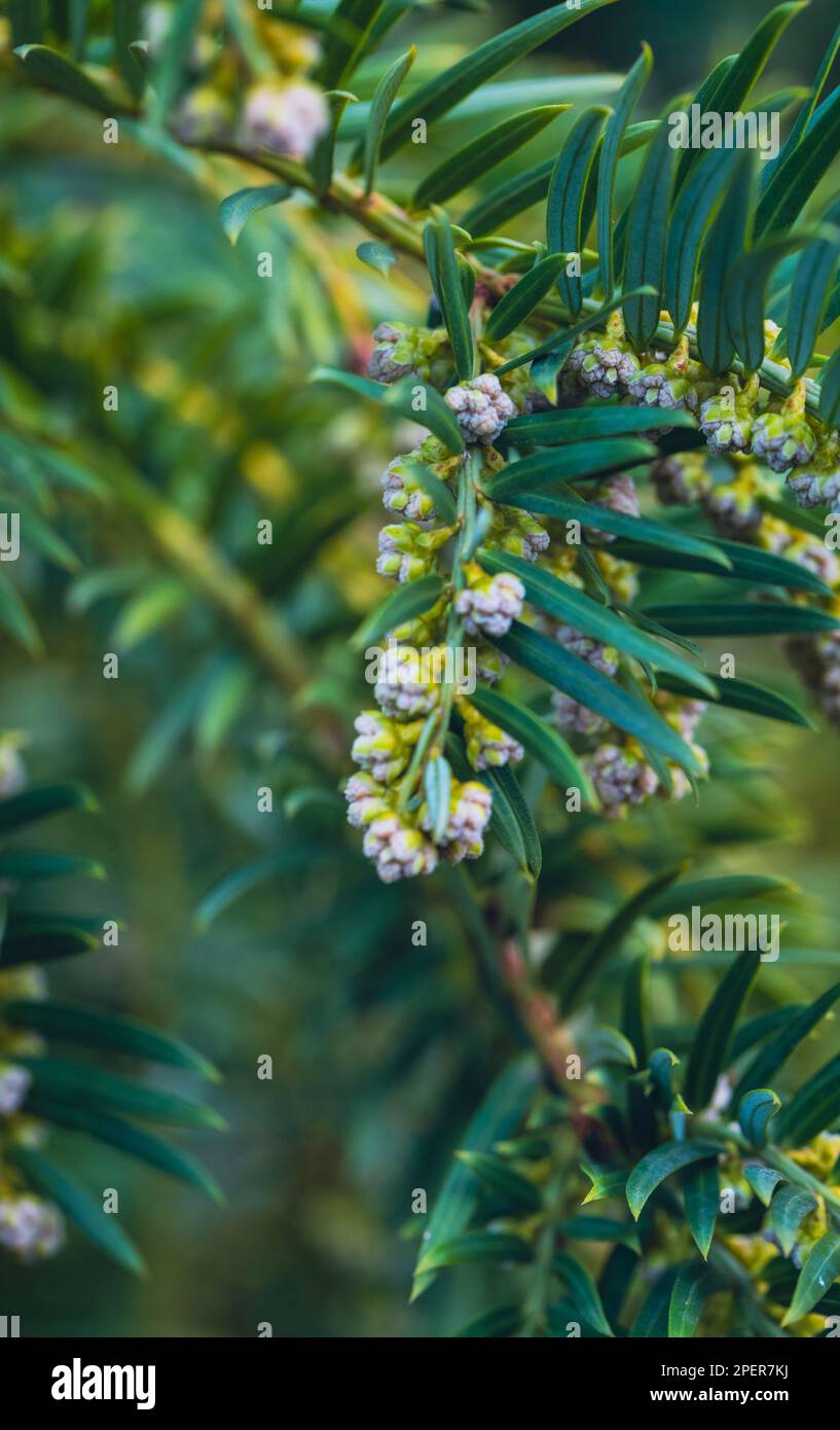 A close-up shot of a shrub of Fir trees, with the lush green foliage ...