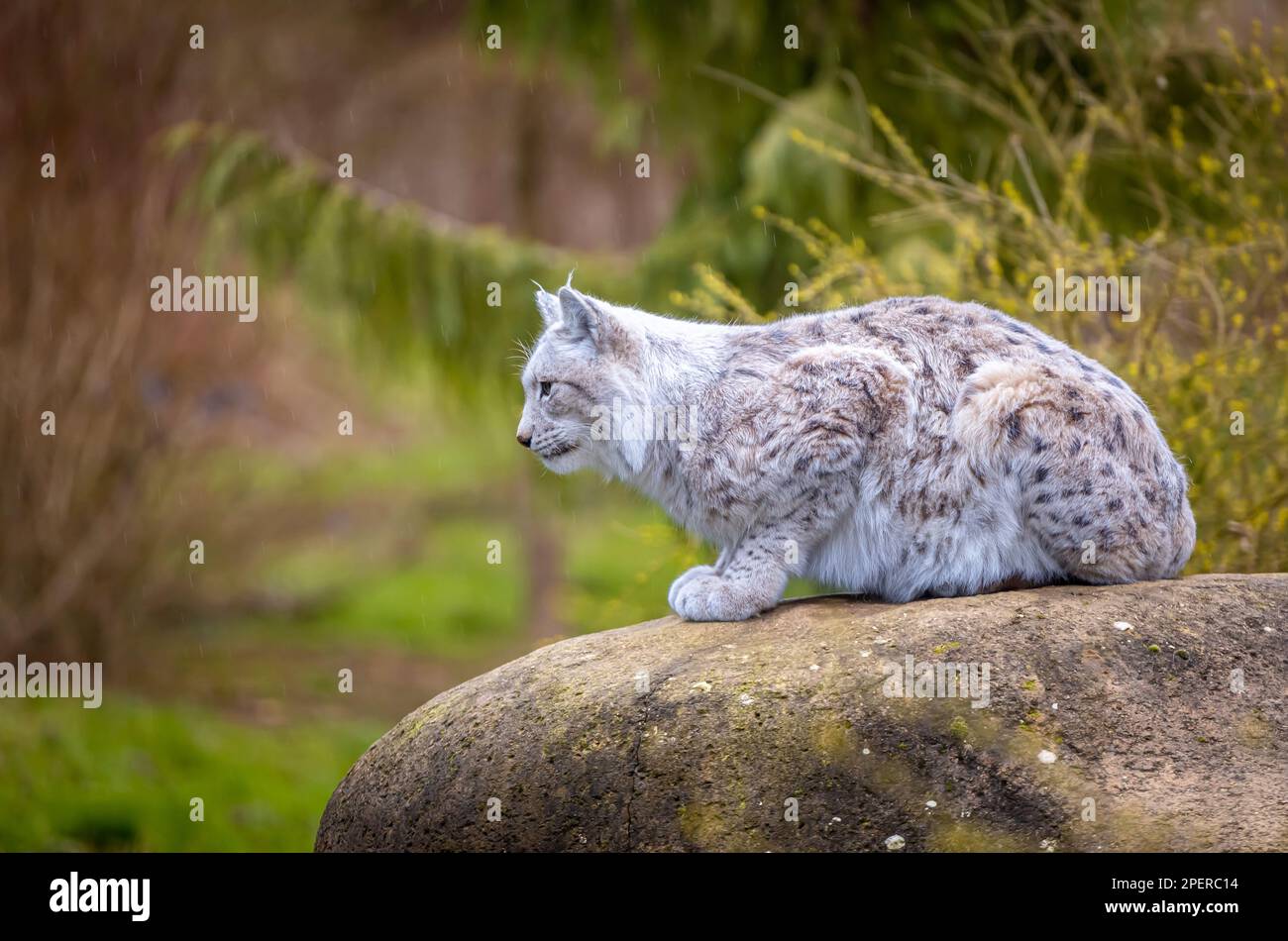 A magnificent Siberian lynx resting on a rock Stock Photo - Alamy