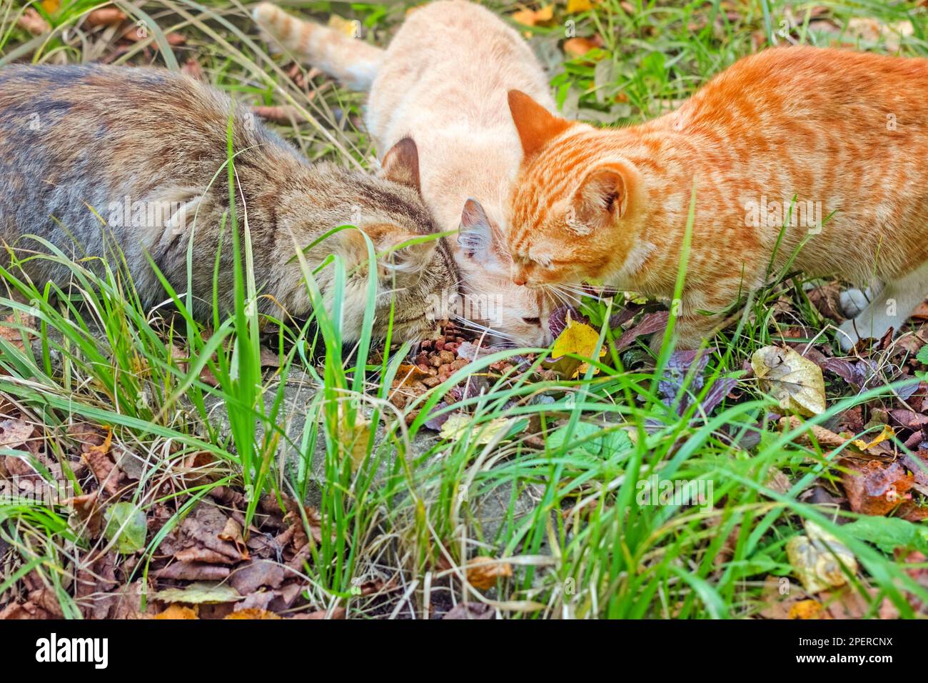 Real three colorful stray cats eating food at fall day Stock Photo - Alamy