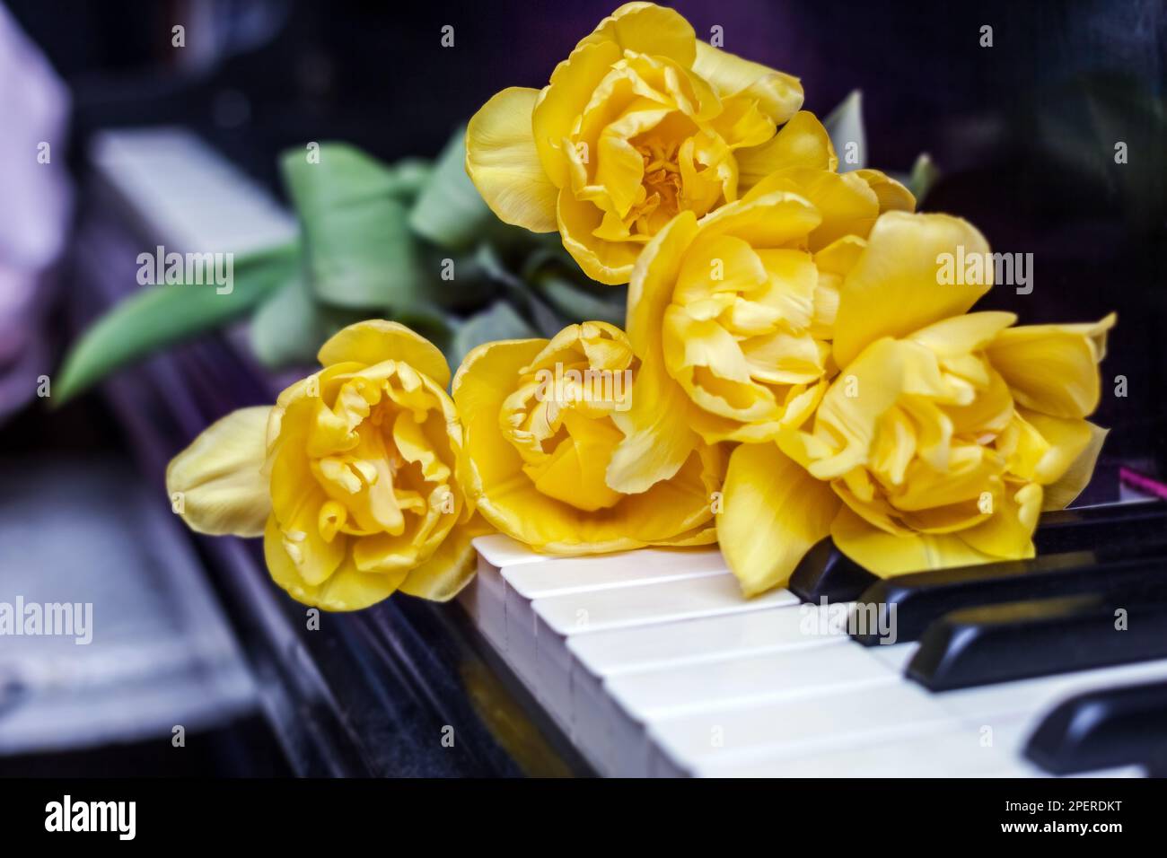 Real charming yellow tulips on piano keyboard for important moment of ...