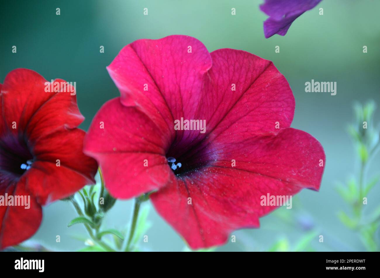 Red Trailing Petunia 'Tidal Wave Red Velour' Flowers grown at RHS ...