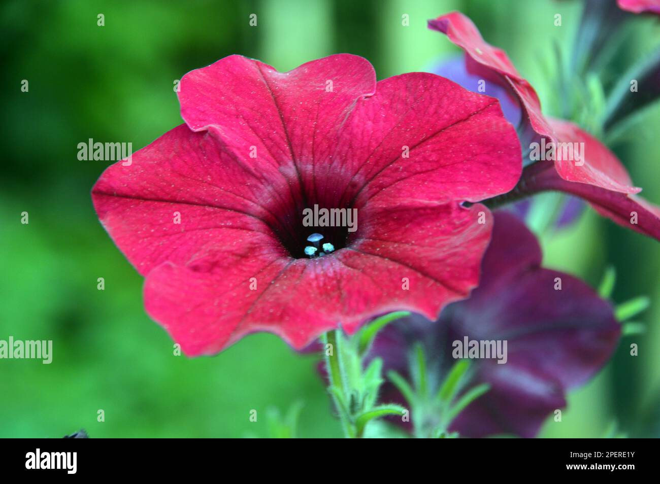 Single Red Trailing Petunia 'Tidal Wave Red Velour' Flower grown at RHS ...