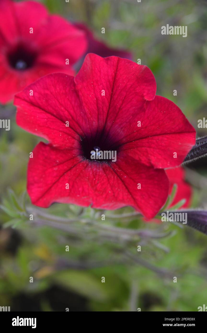 Red Trailing Petunia 'Tidal Wave Red Velour' Flowers grown at RHS ...