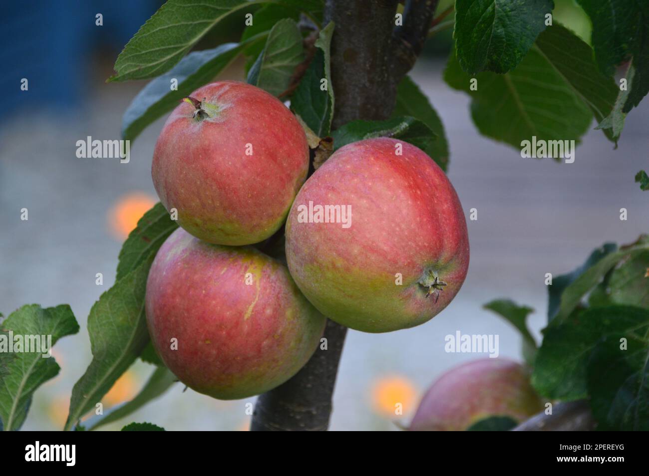 Apples kidds orange red hi-res stock photography and images - Alamy