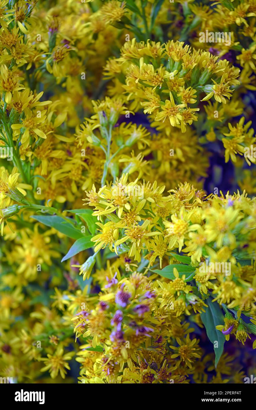 Goldenrod, or golden rod Solidago virgaurea is a perennial herbaceous ...