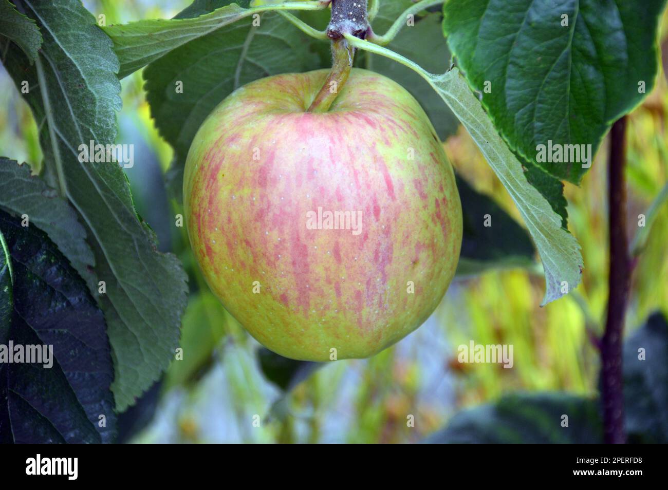 Single Dessert Apple 'Saturn' (Malus domestica) Growing from a Trellis ...