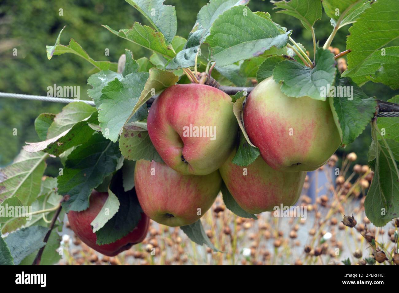 Bunch of Dessert Apples 'Saturn' (Malus domestica) Growing from a ...