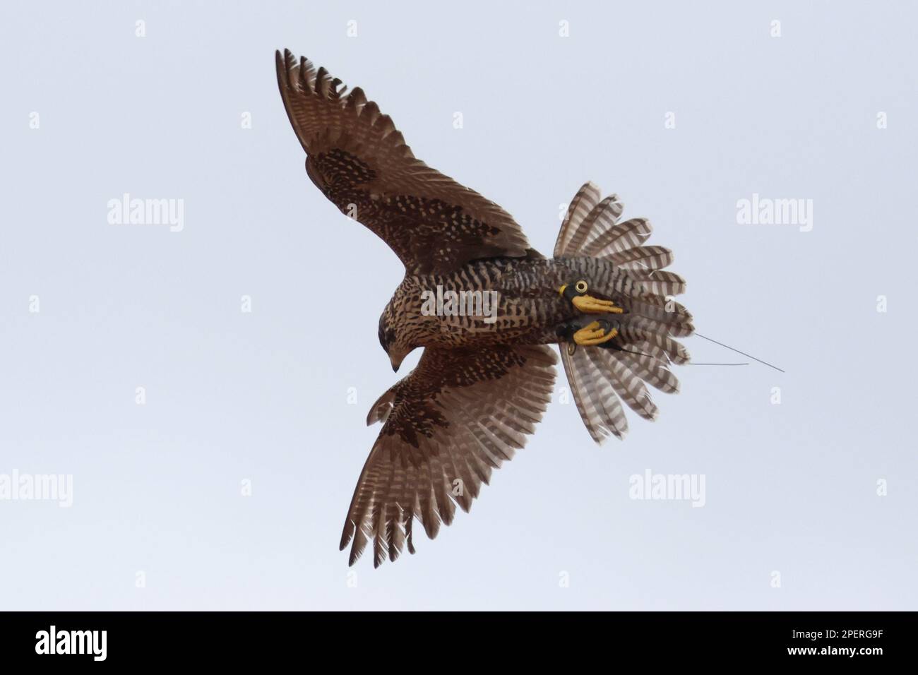 A Northern goshawk soaring through the sky with its wingspan fully ...