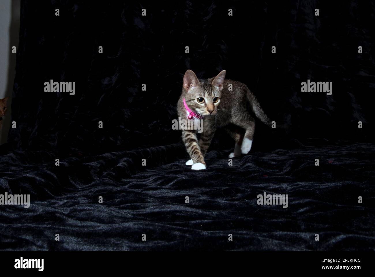 A grey cat stalking its prey Stock Photo - Alamy